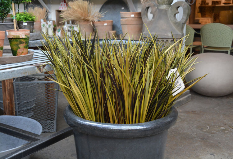 Splinter Grass | Detroit Garden Works