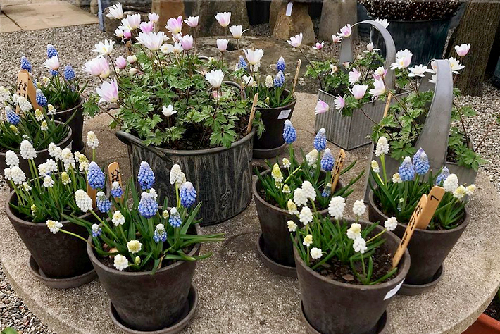 Spring Pots | Detroit Garden Works